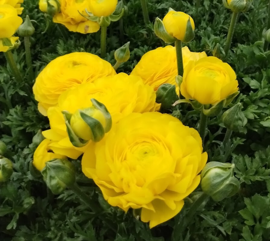 100 Mixed Ranunculus Bulbs DOUBLE Buttercups Spring BARGAIN! | eBay
