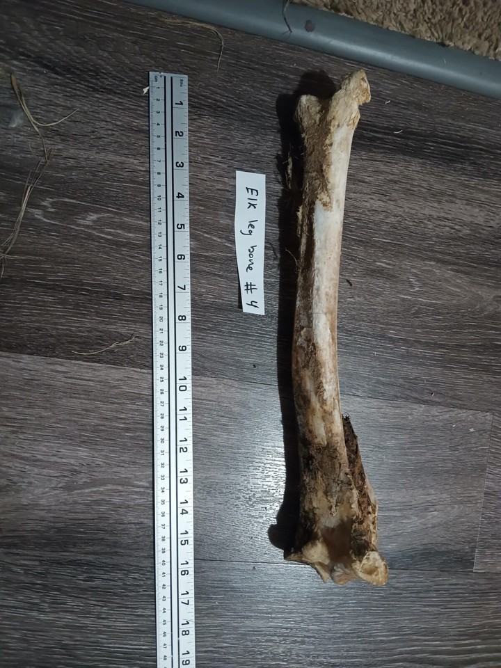 Large Wild Animal Bones - Deer and Elk - Skulls - Rib Cages - Backbone ...