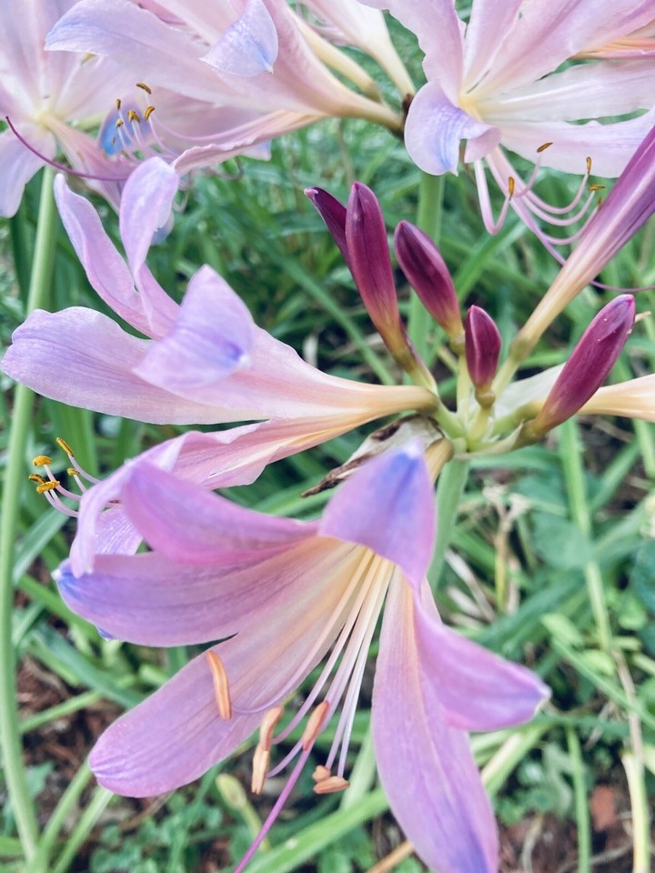 5 Bulbs Lycoris Squamigera Resurrection Lily Surprise Lily Naked Ladies ...