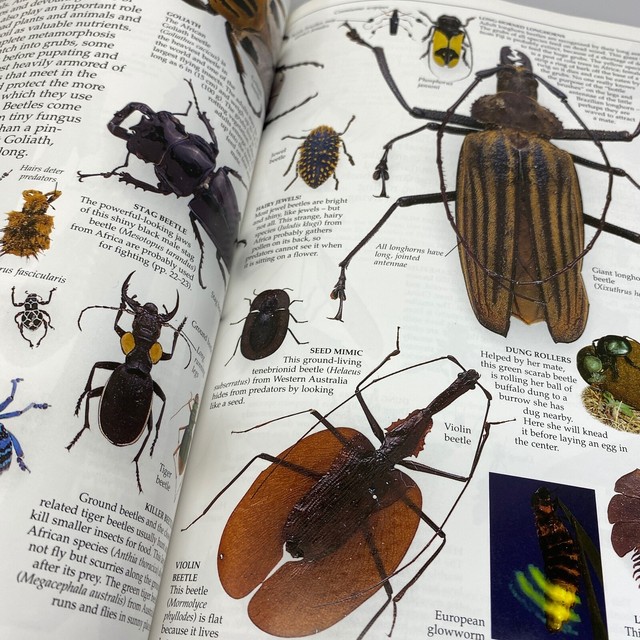 DK Eyewitness Bks.: Insect by Laurence A. Mound (2000, Hardcover) for ...