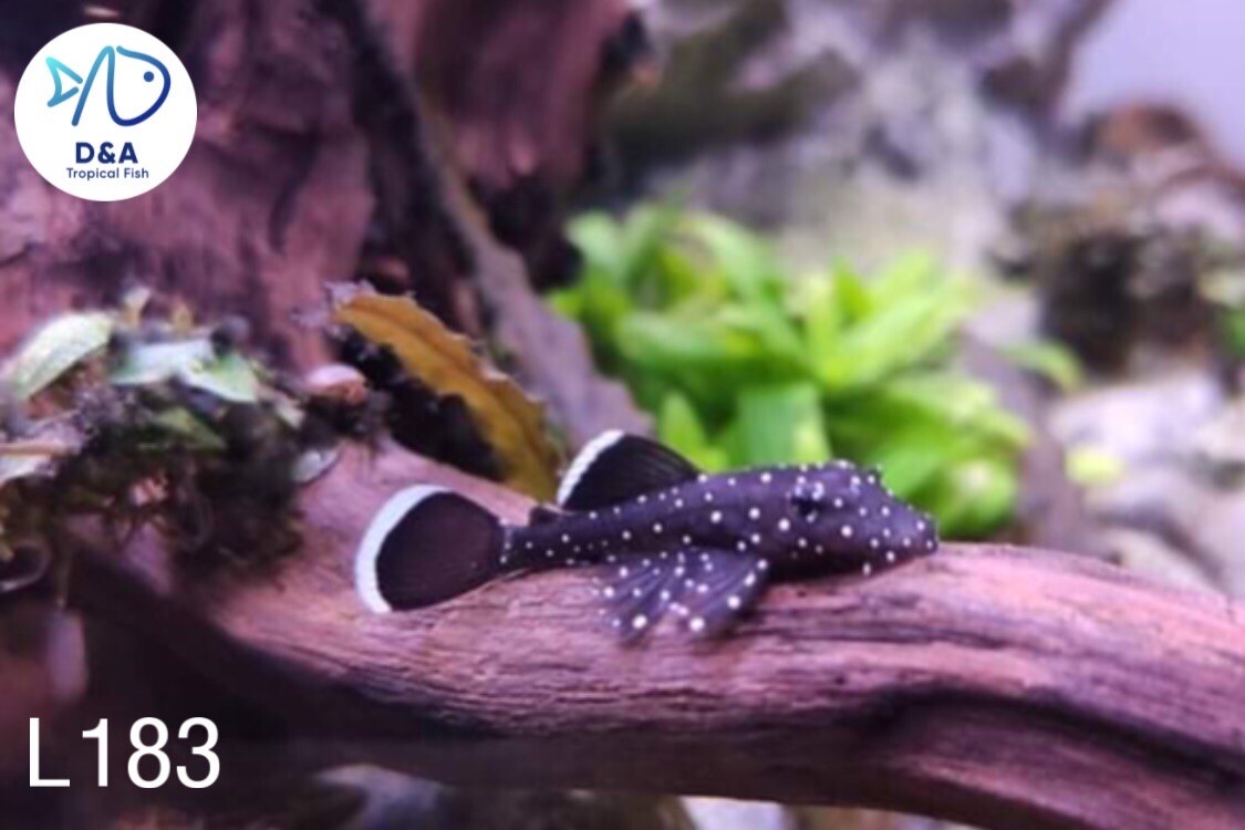 Pack of 5-Pleco Live (Size 2-3 Cm) L183 Starlight Pleco-High Quality ...