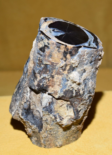 Two Faces Polished Petrified Agatized Wood Tree Trunk W Branch 3Lbs ...