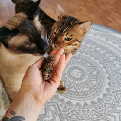 Cat Toy Rafa Rat Mouse cute brown realistic cat toy chase play toy by ...