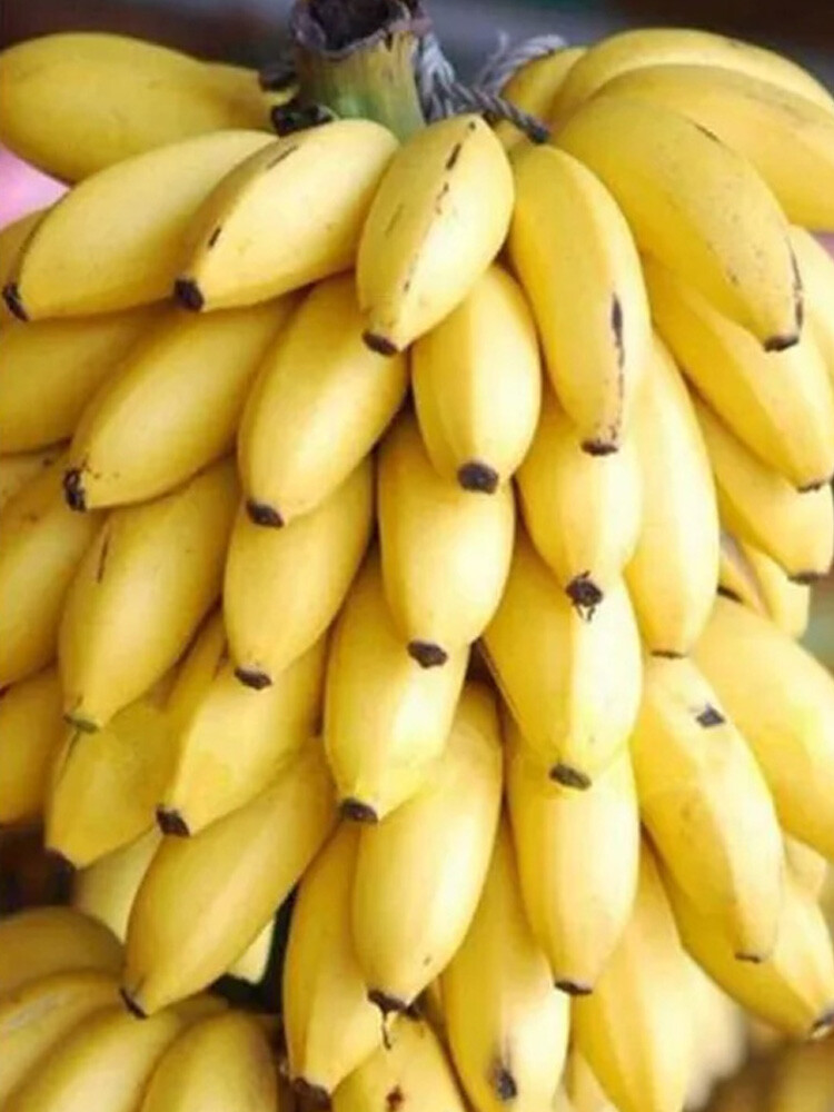 100pcs Dwarf Banana Tree Seeds Bonsai Plant Exotic Rare Fruits Garden ...