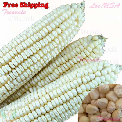 White Organic Sticky Waxy Sweet Corn Seeds | NON-GMO Heirloom | eBay