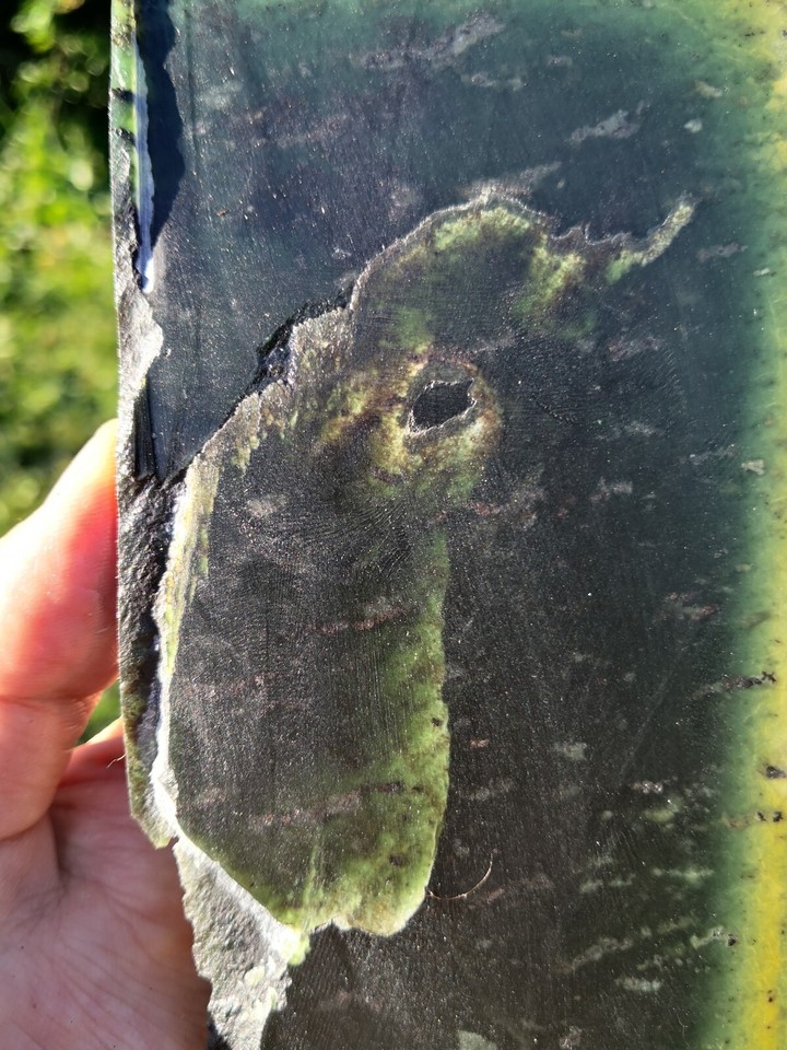 Greenstone Pounamu Natural NZ Nelson Nephrite Jade Kokopu Slab lapidary ...