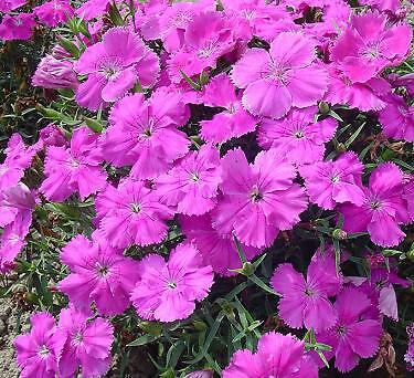 Dianthus Diana Blueberry 250 seeds | eBay