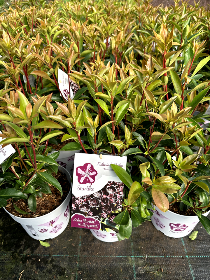 Kalmia Latifolia Black Label 3Lt Pot XL Flowering Shrub Plants to your ...