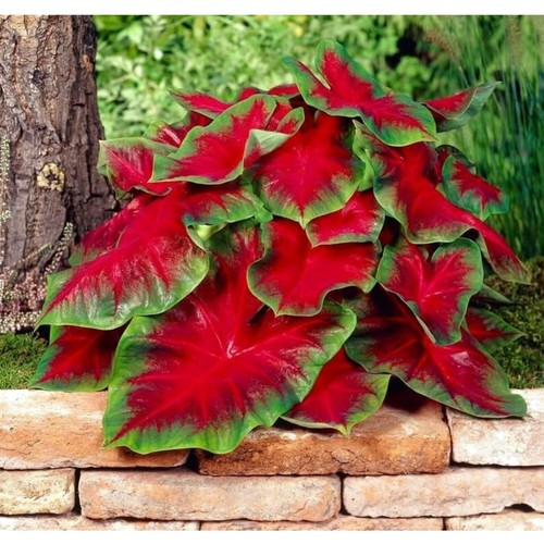 10-Pack Caladium Bulbs - Gorgeous Red & Green with Thriving Growth in ...
