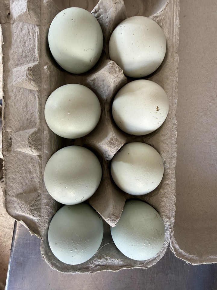 6 Lavender Ameraucana Fertile Hatching Eggs, Beautiful blue eggs | eBay