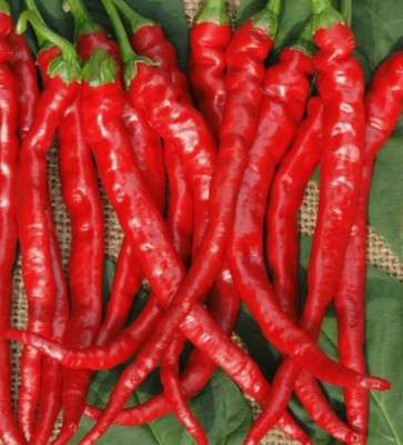 WRINKLY CAYENNE CHILLI seeds 20+ heirloom unique long chillies Aust ...