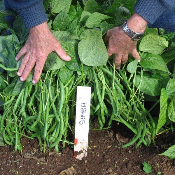 Bean Bush Simba (PBR) 25 seeds - 1kg vegetable garden SUMMER open ...