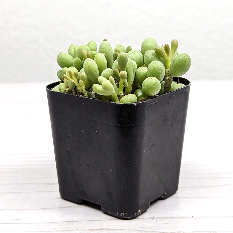 Succulent Live Plant - Tylecodon Schaeferianus - Fairy Tale Plant- In 2 ...