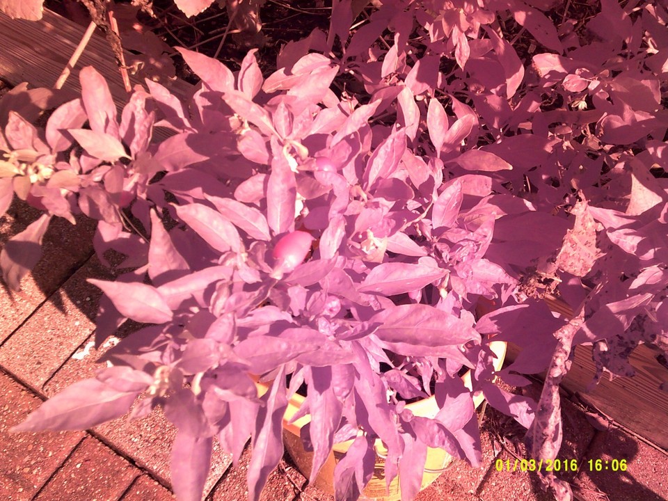 Vivitar S048 IR/UV Full Spectrum Infrared Ghost Hunting Camera | eBay