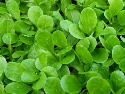 Dutch Corn Salad, Lamb's Lettuce, Mache, NON-GMO, Variety Sizes, FREE ...
