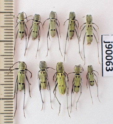 j90063. Insects, Cerambycidae sp. Vietnam North | eBay