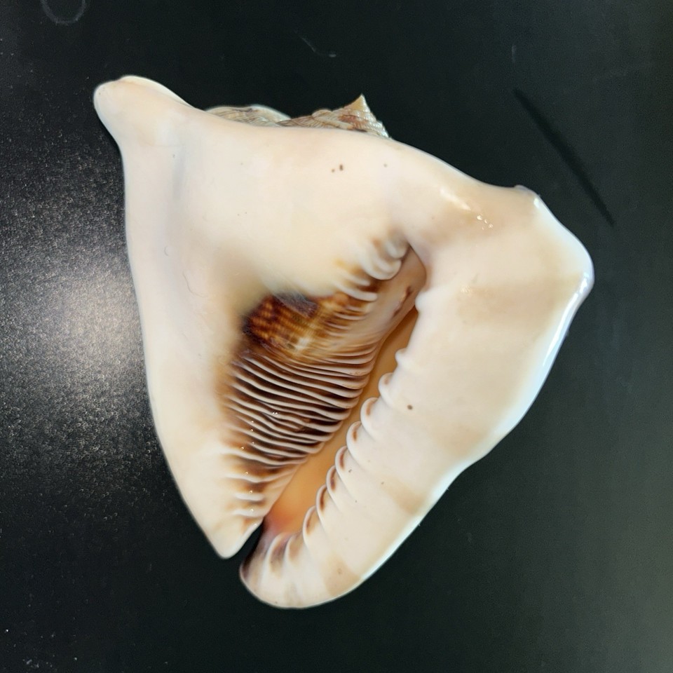 King Helmet Shell Scientifically Known As Cassis Tuberosa Rare ...