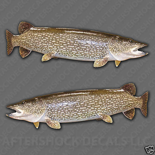 Northern Pike Fishing Decal Alaska Canada Fish Guide Sticker Set | eBay