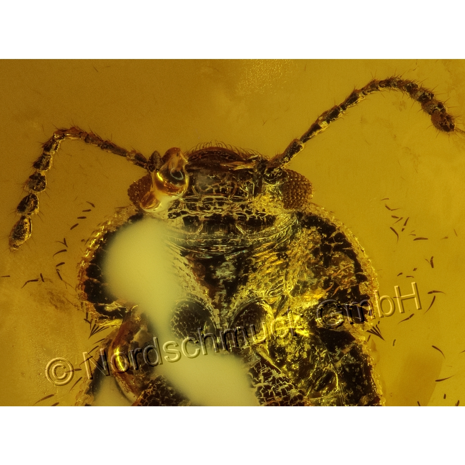 Bernstein Inkluse Inklusen Einschluss Insekt Käfer