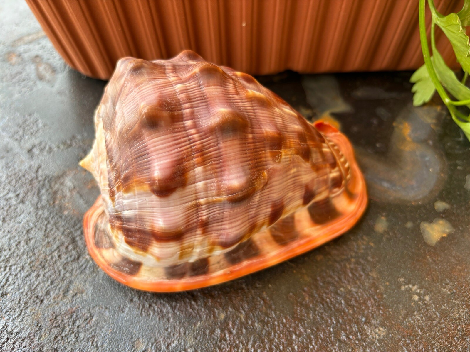 Vtg Cypraecassis Rufa Red Bull Mouth Helmet Conch Shell Seashell 4.5 ...