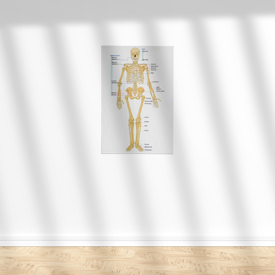 Human Skeleton Anatomy Skeletal System Illustration Diagram Front ...