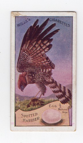 Wills Birds of Australasia 1912 (yellow back) #52 Spotted Harrier ...