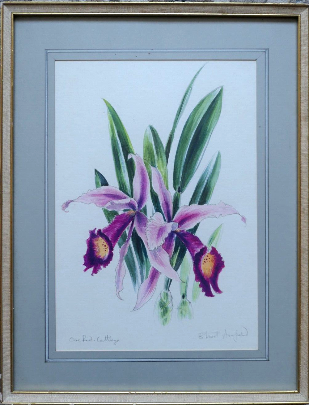 STUART MAXWELL ARMFIELD ( 1916 - 1999 ) Watercolour. Orchid Cattleya ...
