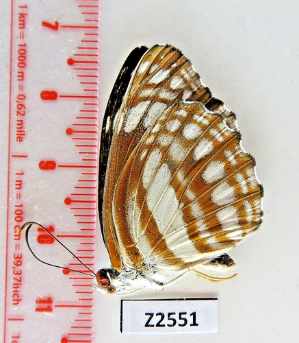 Z2551. Insects, butterflies: Nymphalidae sp. Vietnam, Nghe An | eBay