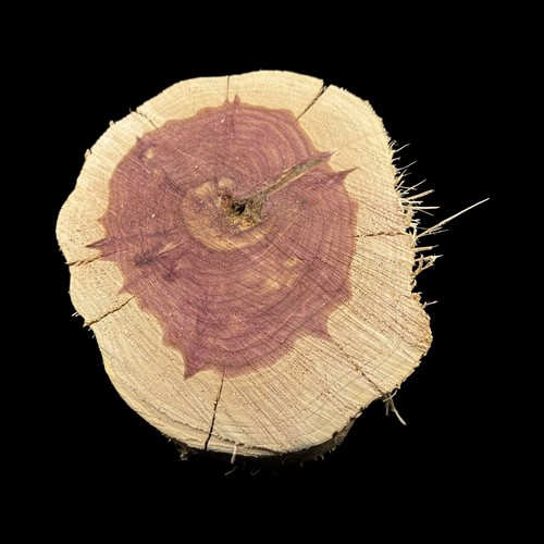 X Large Red Cedar Wood Turning Blank Cookie Live Edge Base 2" Thick X10 ...