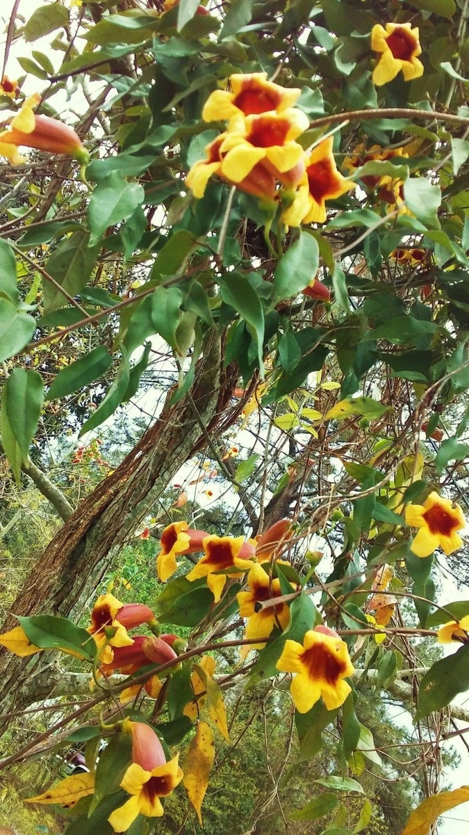 Bignonia Tree