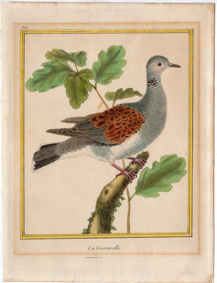 Turtle Dove Drawing Turtle Dove Turtle Dove" Photographic Print By