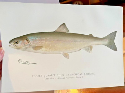 Original c1900 Denton Female Sunapee Trout Fish Print Lithograph | eBay