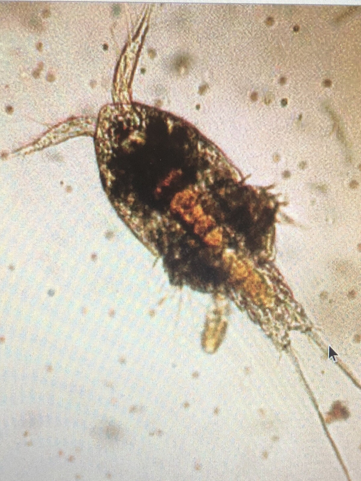 4 BOTTLES OF LIVE COPEPODS TISBE TIGGER APEX PODS AND 2 BOTTLE OF ...