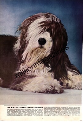 1941 Old English Sheepdog original print from Esquire by Henry Waxman ...
