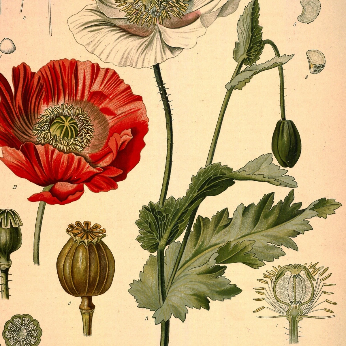 Opium Poppy Flower Tattoo