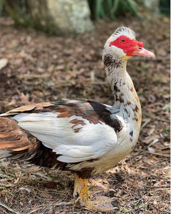 3 1/2 DOZEN MUSCOVY DUCKS FERTILE HATCHING EGGS FRESH SPEEDY QUICK USPS ...