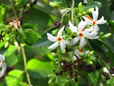 Night Blooming Jasmine Flower Dried Sepalika Herbal Tea Nyctanthes ...