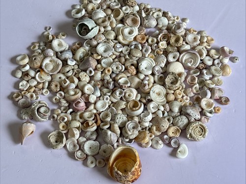 Vintage Genuine Natural Hawaiian- 525 Loose Puka Shells From Kona ...