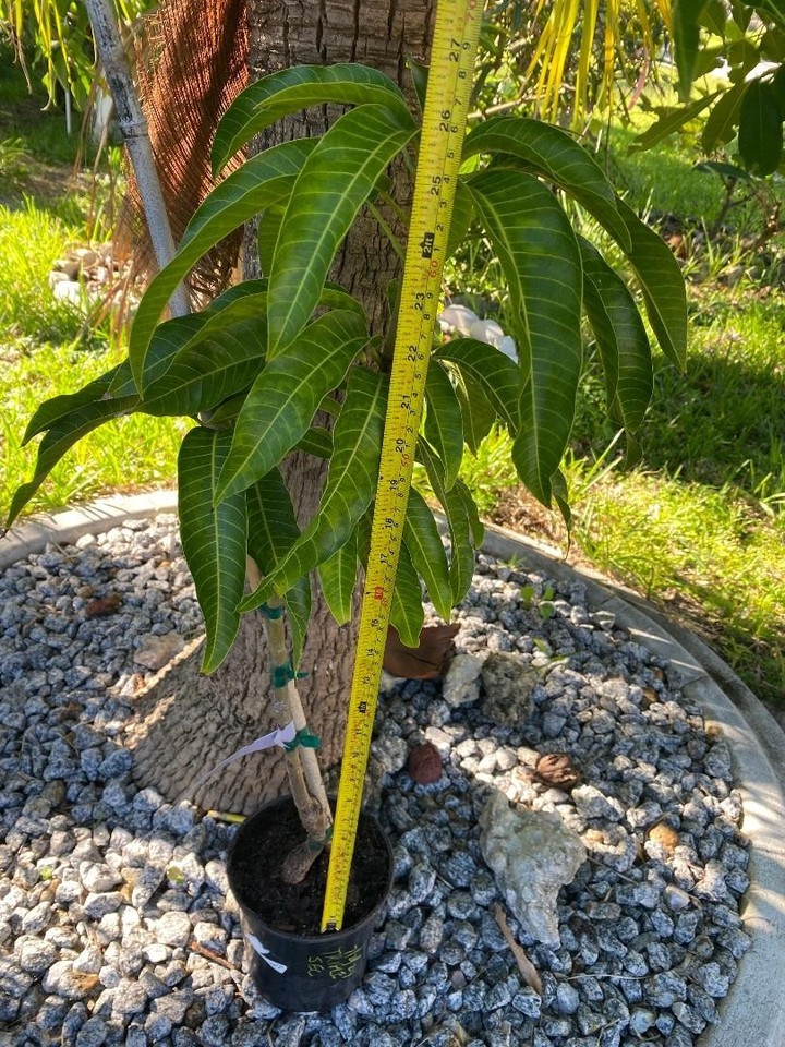 TRIPLE SEC GRAFTED MANGO TREE ~ 15 MO'S OLD (EDWARD X GARY) MANGIFERA ...