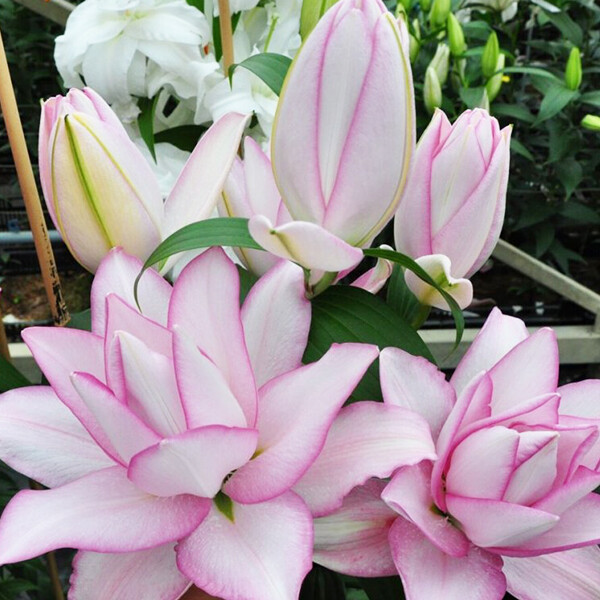ANOUSKA ROSE LILY FLOWER BULBS HARDY 2 FEET TALL FRAGRANT BLOOMS DOUBLE ...