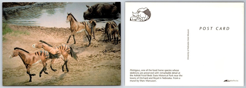Pliohippus Fossil Horses Ashfall Fossil Beds Nebraska Vintage Postcard ...