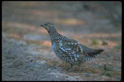 173013 Spruce Grouse hen A4 Photo Print | eBay