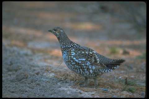 173013 Spruce Grouse hen A4 Photo Print | eBay