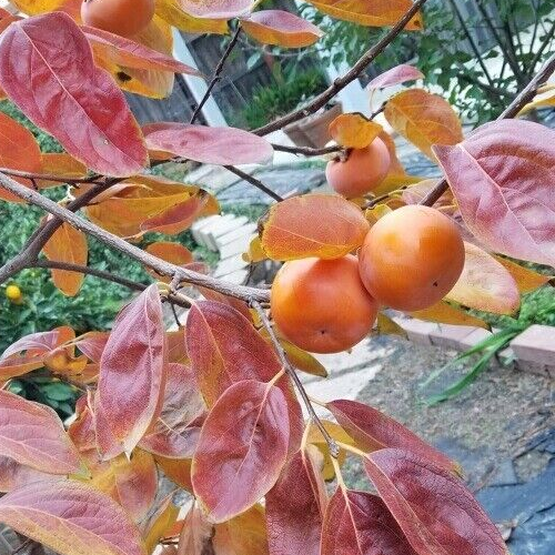 4'-6' FUYU PERSIMMON Fruit Tree Plant Healthy Trees Grow Persimmons ...