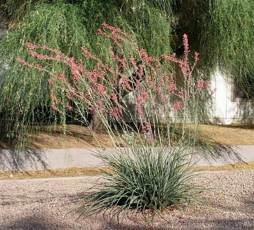 Hesperaole Funifera, Brakelight Red Texas Yucca Flower - 80 Seeds ...