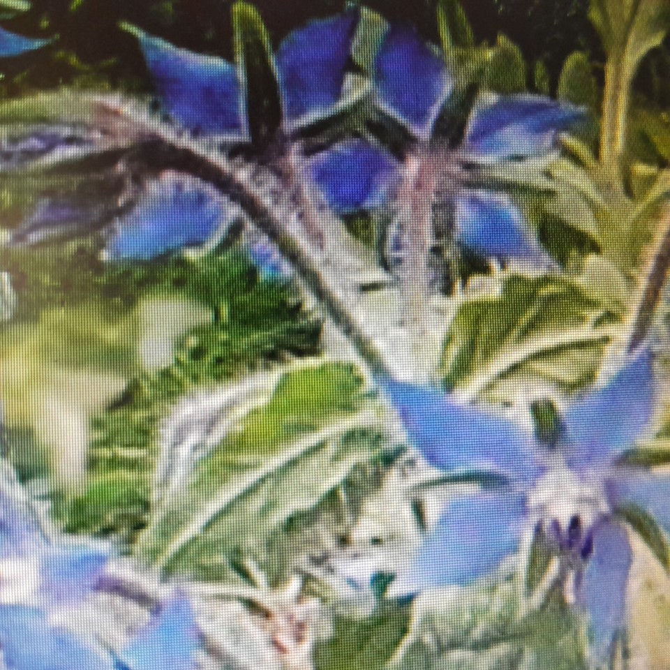 3 medium blue annual Borage herb plants,,plant with space.bee loving. | eBay UK
