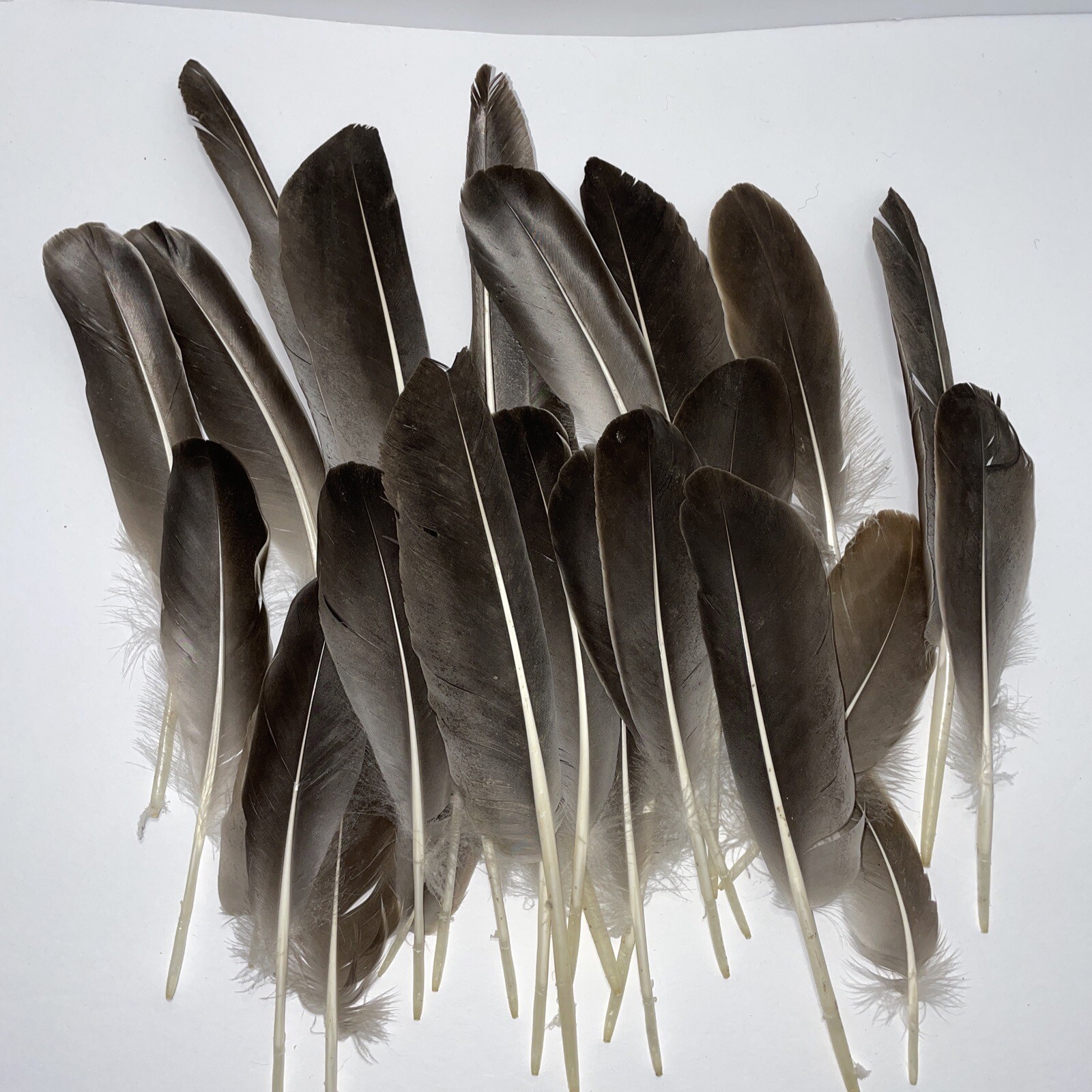 Natural Goose Feathers For Crafts Multiple Sizes From 6”-14” Total 19 ...