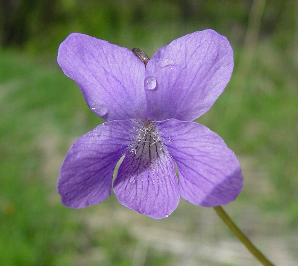 20 Organic Common Blue Violet seeds ~ Viola sororia ~ Native *Free US ...