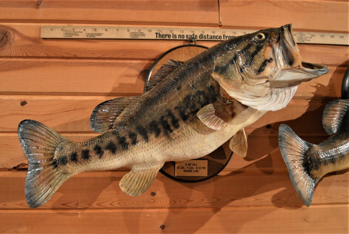 Largemouth Bass Fish Mount 14381 The Taxidermy Store Order Largemouth