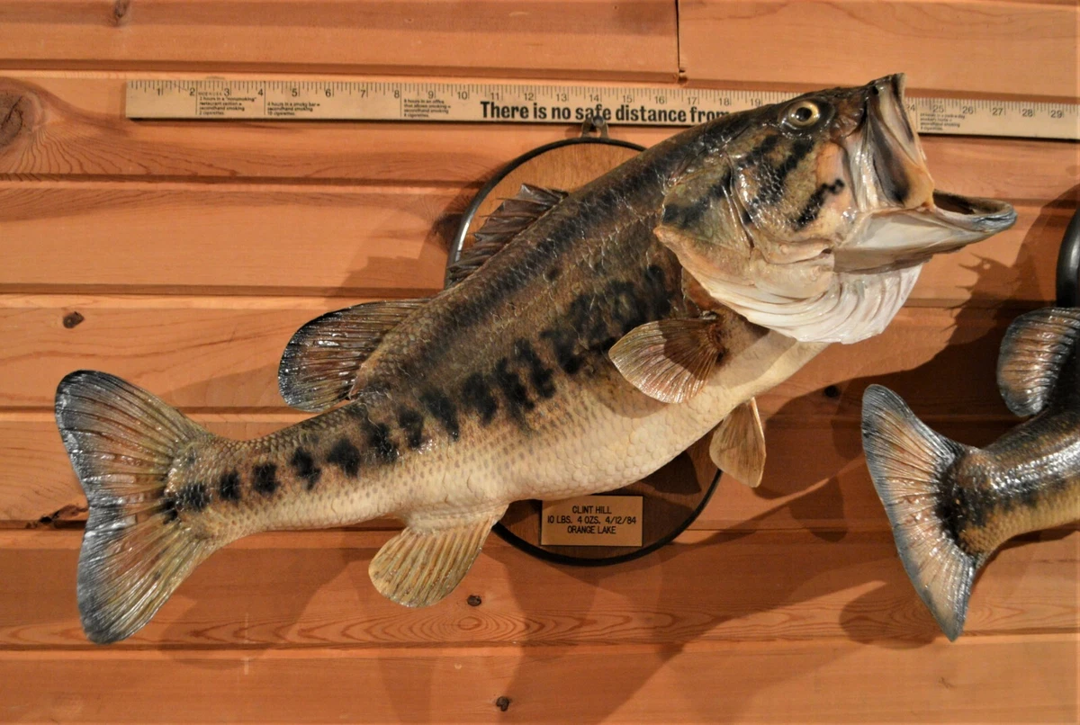 Largemouth Bass Mounts